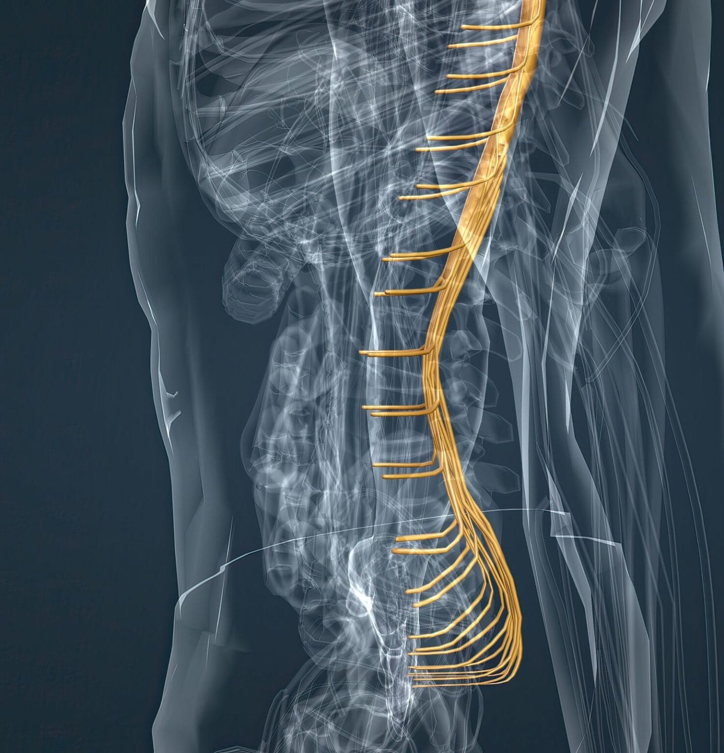 Chiropractor or Osteopath For Trapped Nerve | MHV Clinic