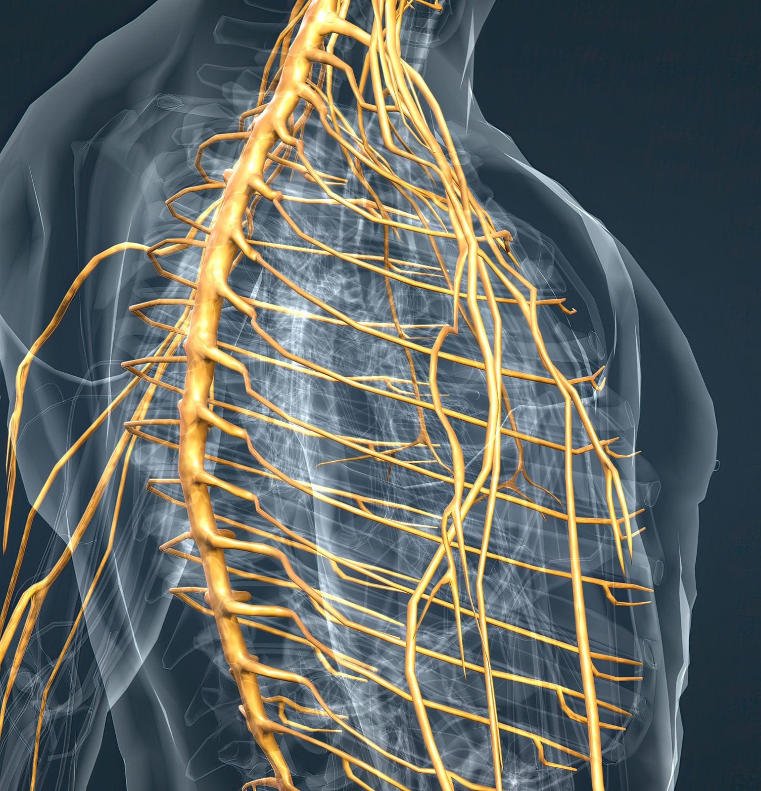Chiropractor or Osteopath For Trapped Nerve | MHV Clinic