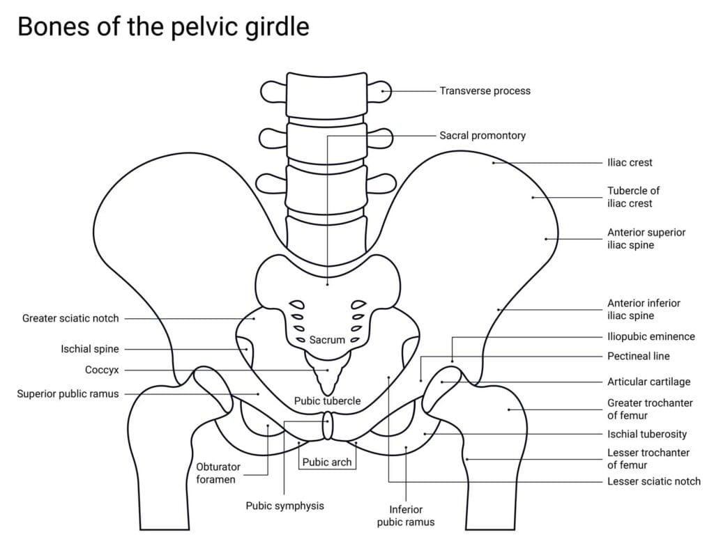 Osteopathy For Pelvic Pain Relief | MHV Clinic